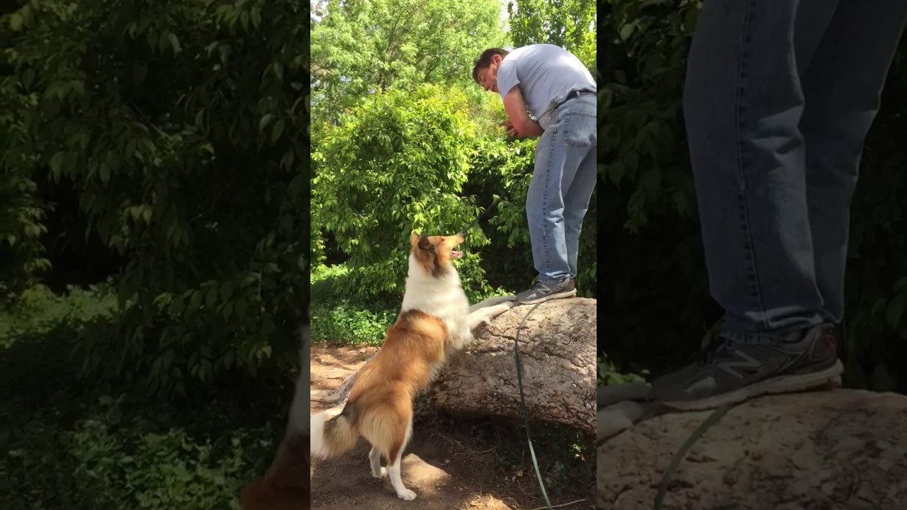 Robert Weatherwax: Cebebrity dog behaviorist and trainer - YouTube