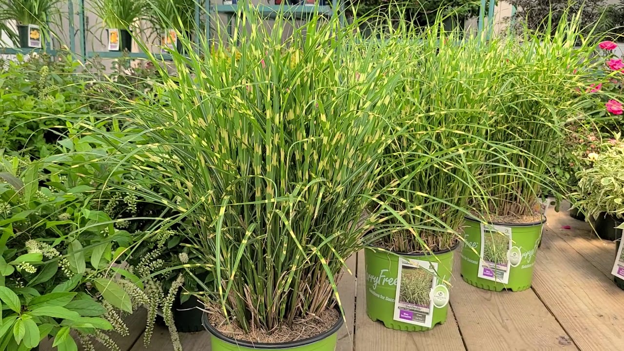 Miscanthus Bandwidth (Infertile Maiden Grass) // Exciting WorryFree ...