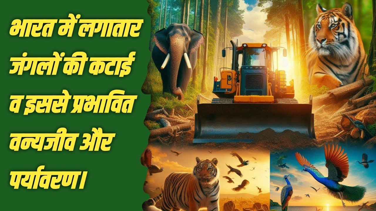 Deforestation In India | HCU Biodiversity | Hasdeo Forest - YouTube