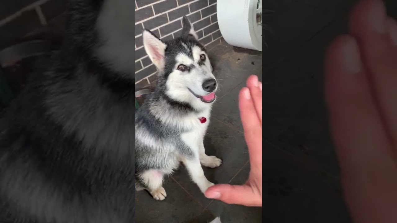 The Husky moment - YouTube