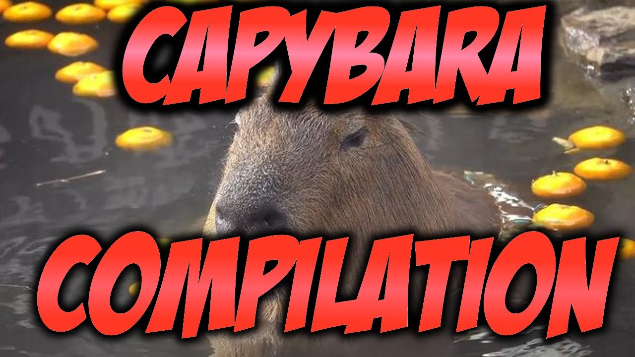 Capybara Compilation - YouTube