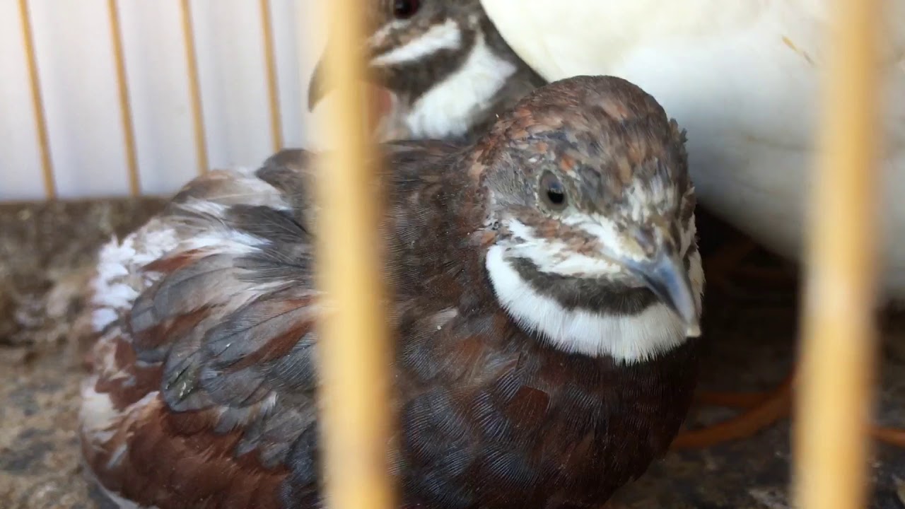 Codorna Chinesa "Tigrada" - RARA - YouTube