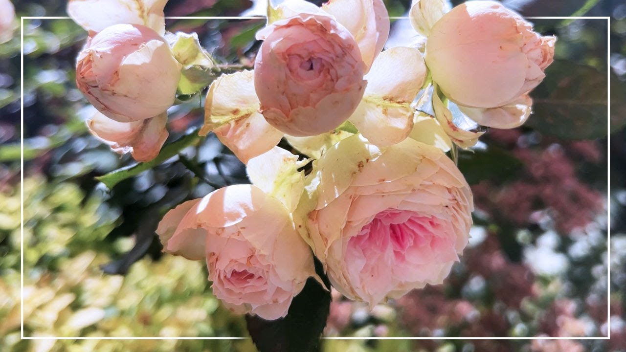 Autumn Rose Garden Tour with names | october 2024| David Austin,Kordes ...