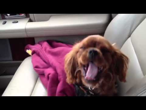 Scout crying - YouTube