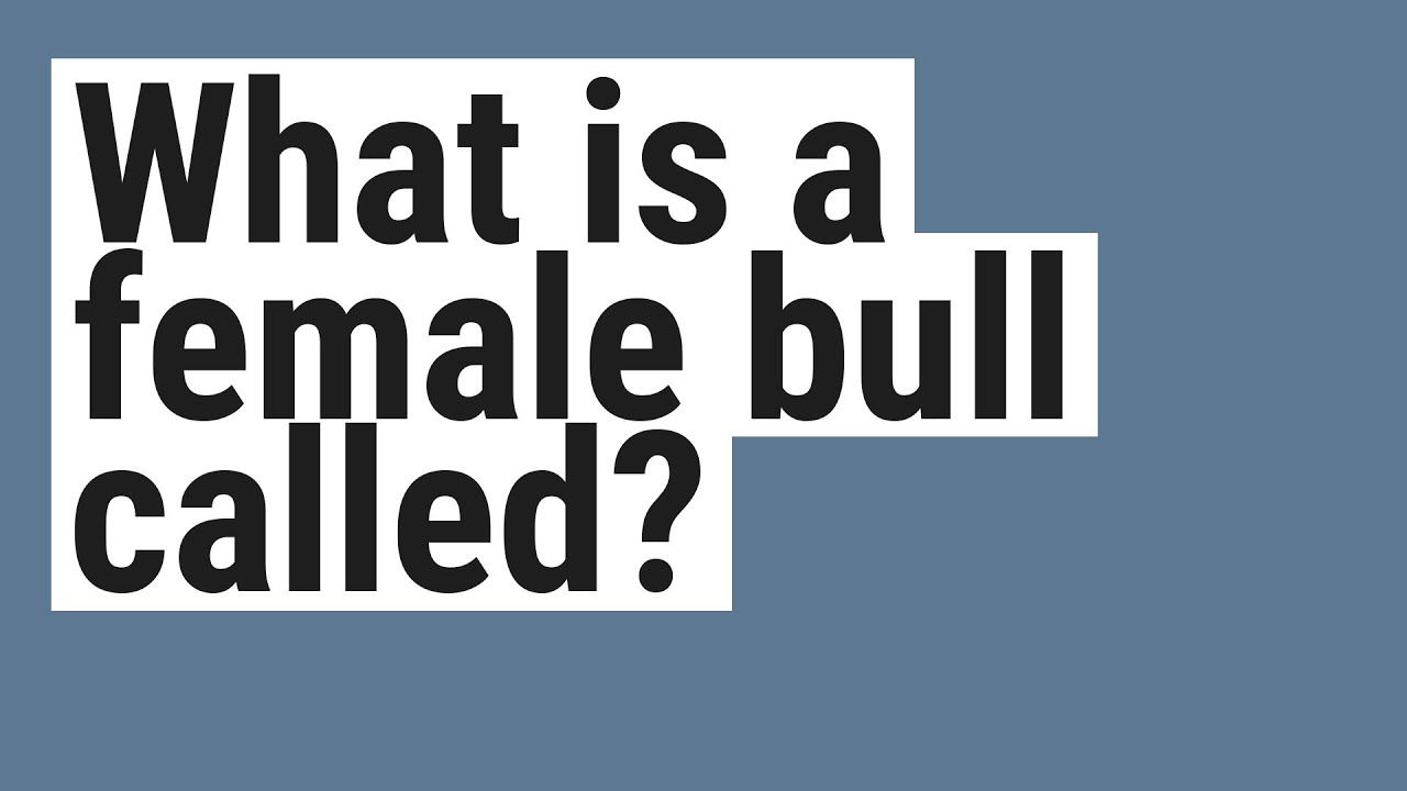 What is a female bull called? - YouTube