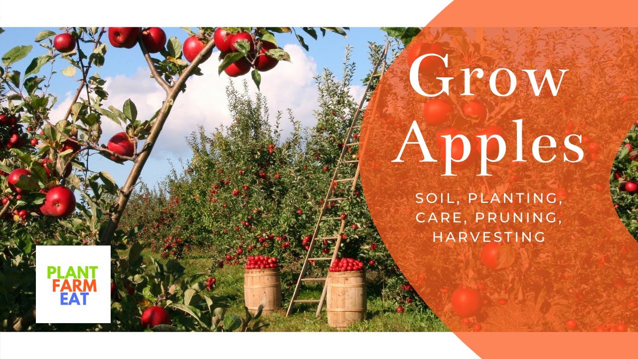 How to grow apples in the home garden - YouTube