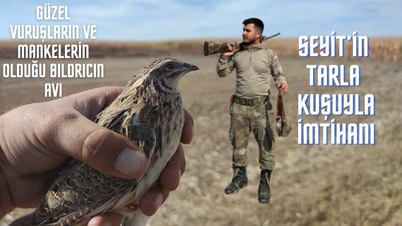 BILDIRCIN AVI SON AVLAR EĞLENCELİ DAKİKALAR.... #bıldırcın #quail - YouTube