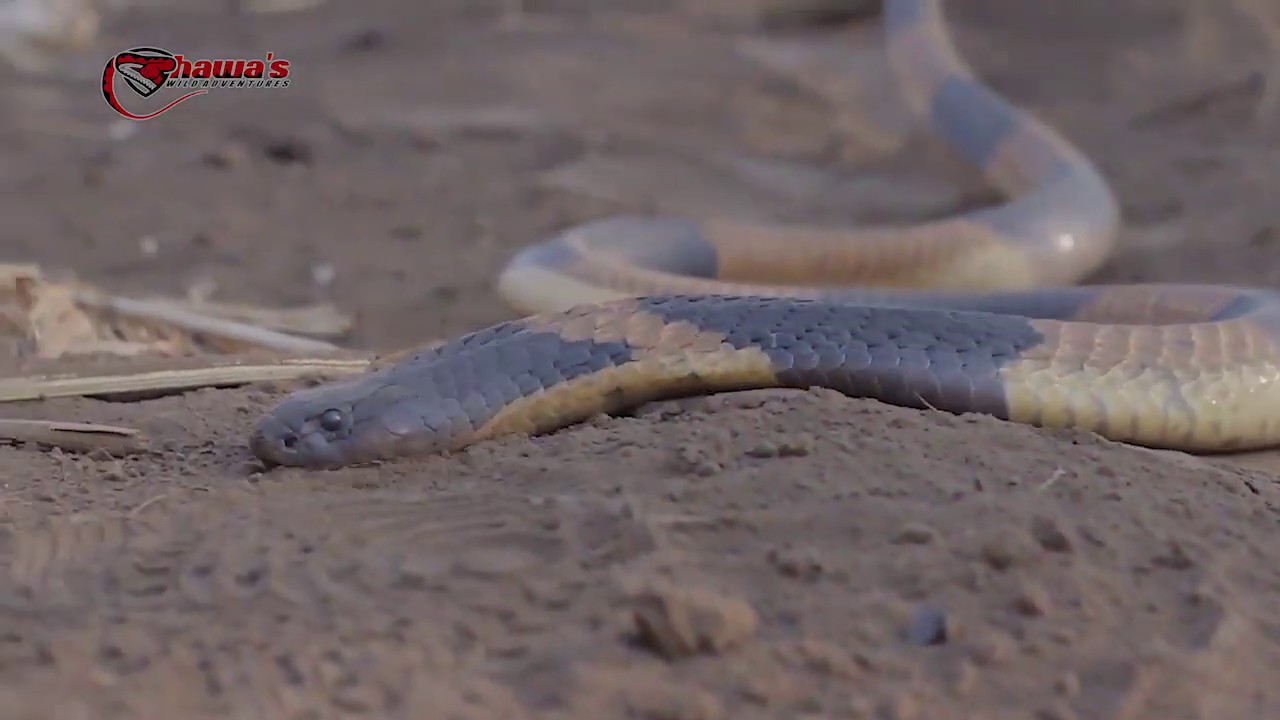 Welcome to Chawa's Wild Adventures - YouTube