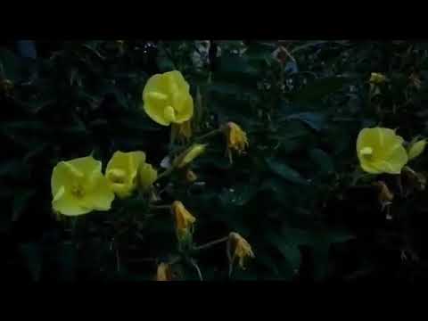 Ezan Çiçeği Azan Miracle Flower