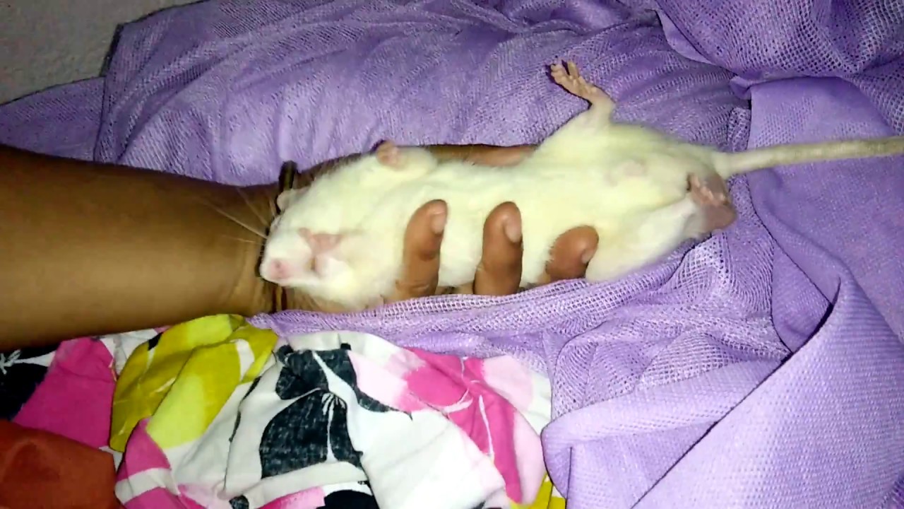 White rat relaxing 😍 Cute pet rat.. - YouTube