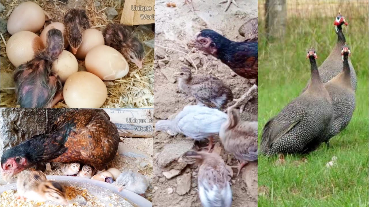 Guinea Fowl Growth Day 1 to 4 Months | Chakor ke bacche | Chicks Growth ...
