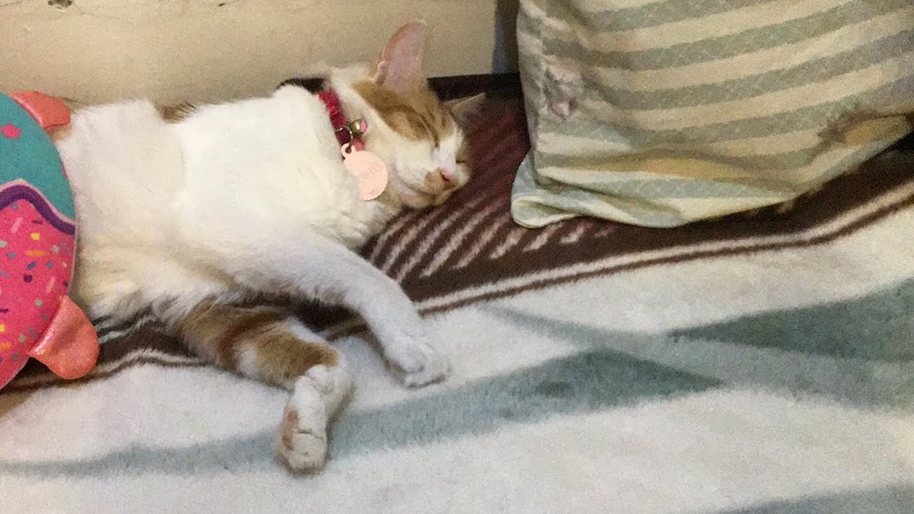 SILENT LIVE SI INDAY MUNA 🐱💤 - YouTube