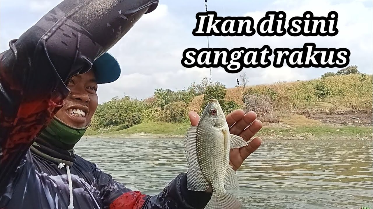 SPOT MBAH JAN BAWAH POHON SLOBIN IKAN SANGAT RAKUS | WADUK PACAL ...