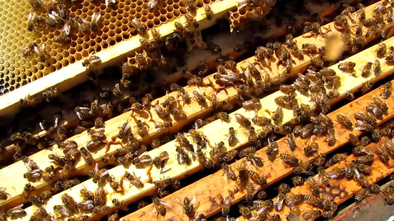Fresh Brood - YouTube