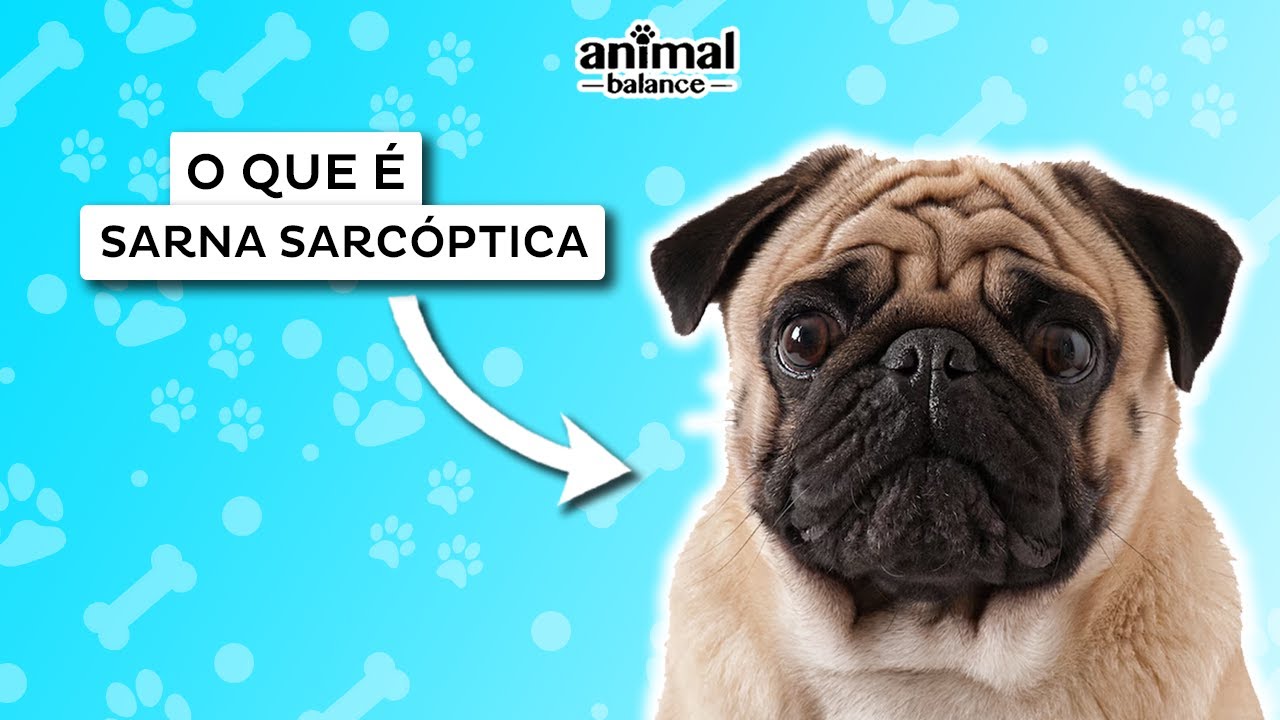 O QUE É SARNA SARCÓPTICA ? | Animal Balance - YouTube