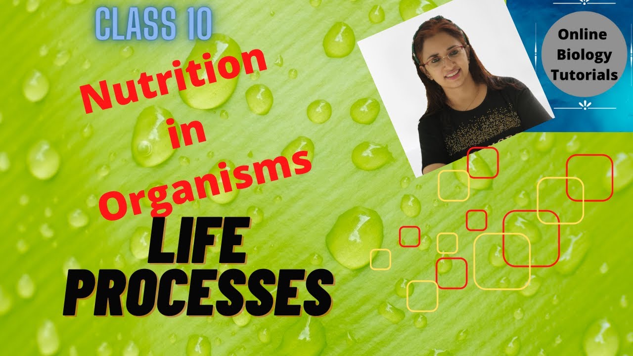 Life Processes Class 10 Science Biology I Nutrition and its types - YouTube