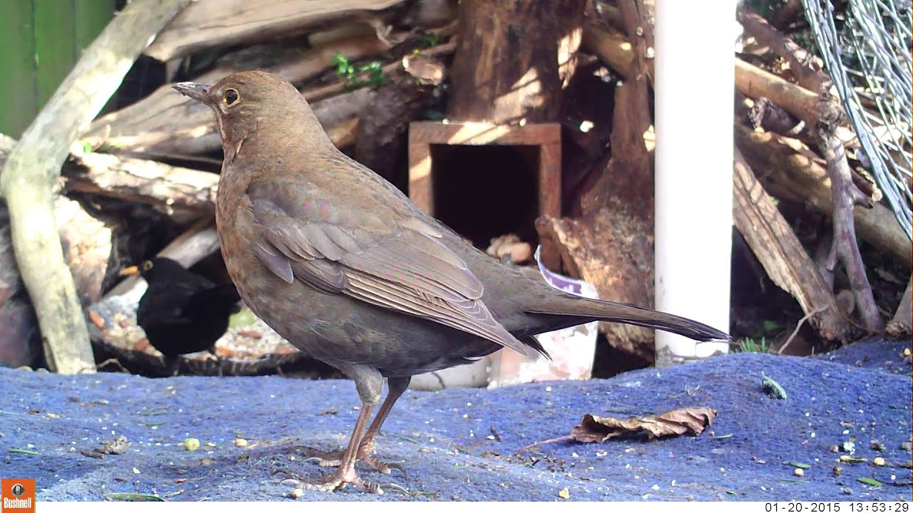 Female Blackbird does poo 20Jan15 Cambridge UK 153a - YouTube