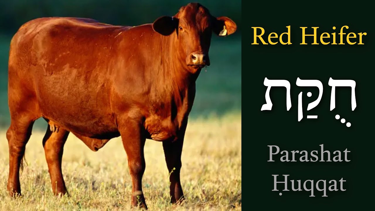 Red Heifer Sacrifice - Parashat Huqqat - YouTube