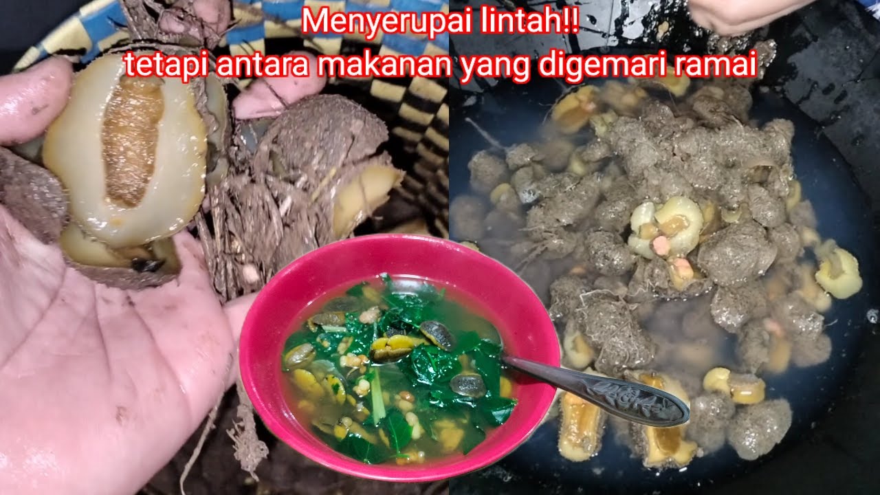 Lelitak/Litak-Sarawak Exotic Food-Clean and Cook - YouTube