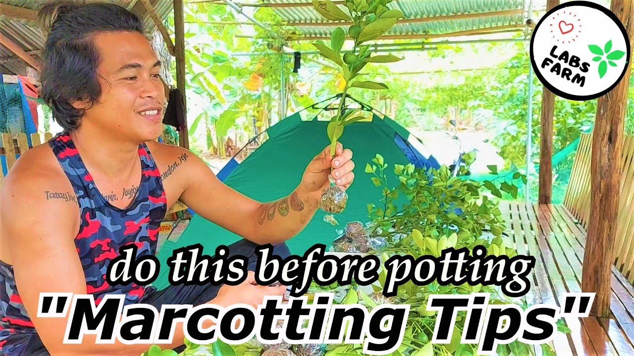 Marcotting Calamansi / Air Layering Calamondin || the Next Steps - YouTube
