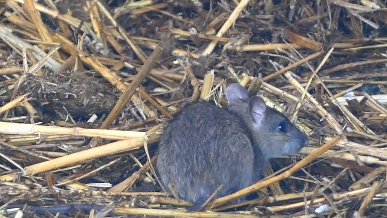 Rata negra. Rattus rattus. Black rat. Roedores. Rodents. Animales ...