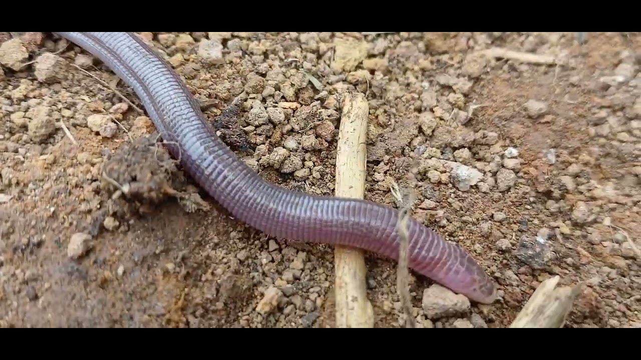 FILHOTE DE COBRA DE DUAS CABEÇAS - YouTube