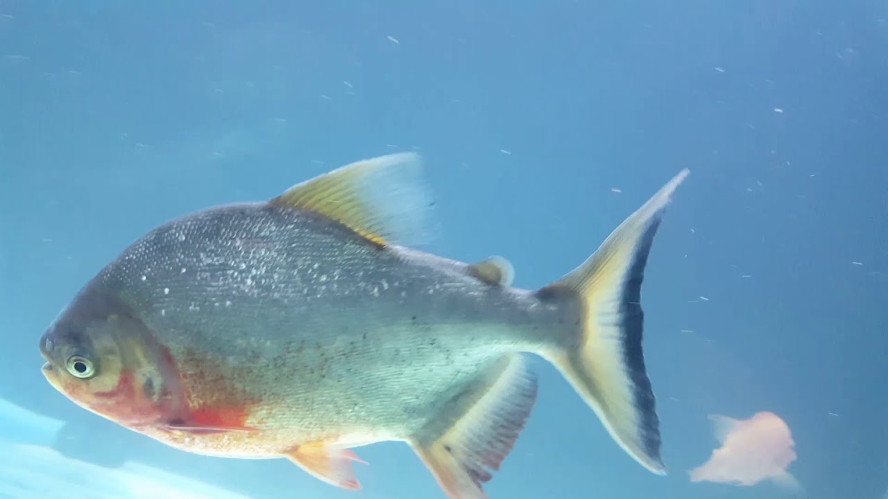 Monster predator fish tank(mini) - YouTube