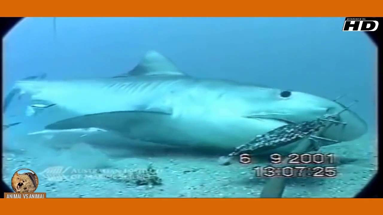 Shark vs Sea Snake Animal vs Animal HD - YouTube