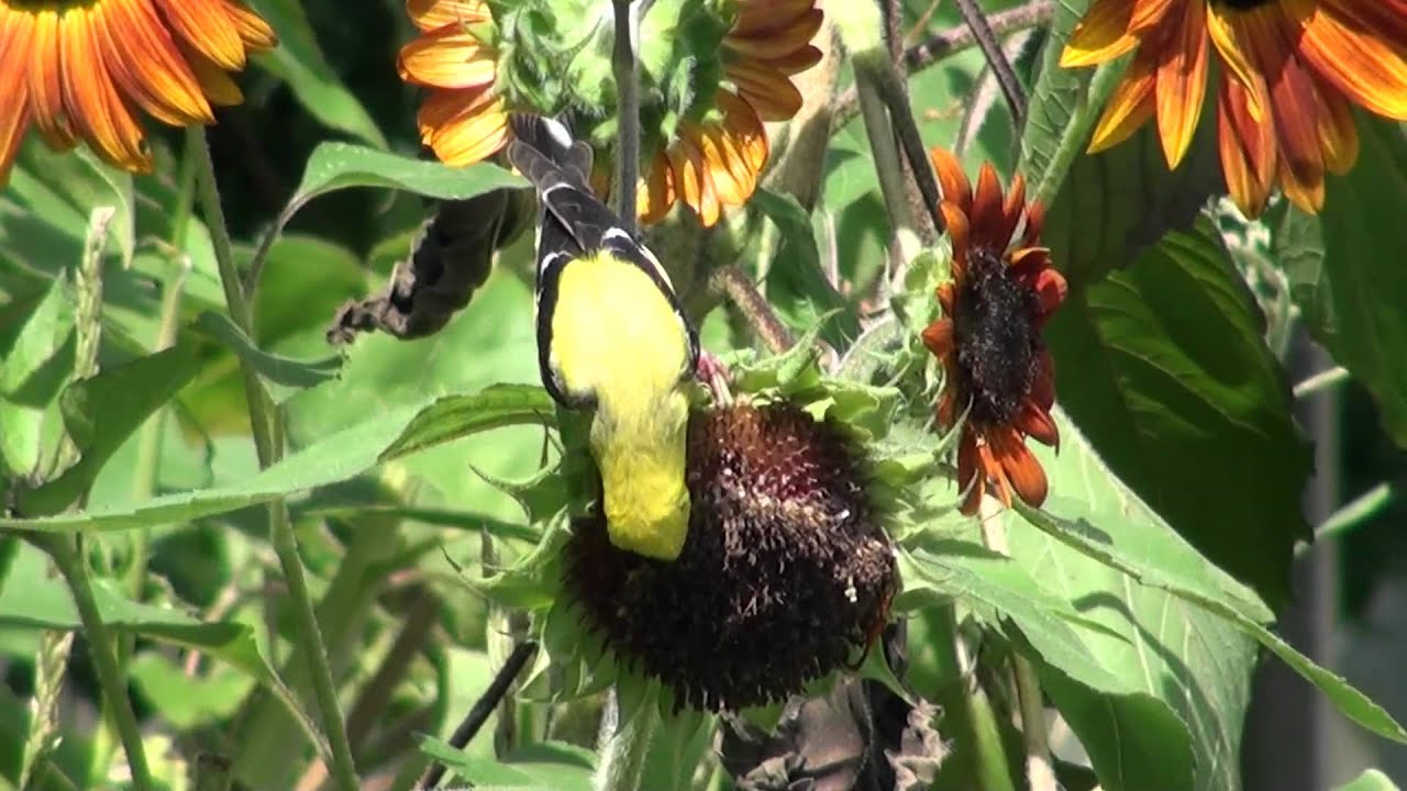 EASTERN GOLDFINCH NEW JERSEY STATE BIRD AMERICAN GOLDFINCH Spinus ...