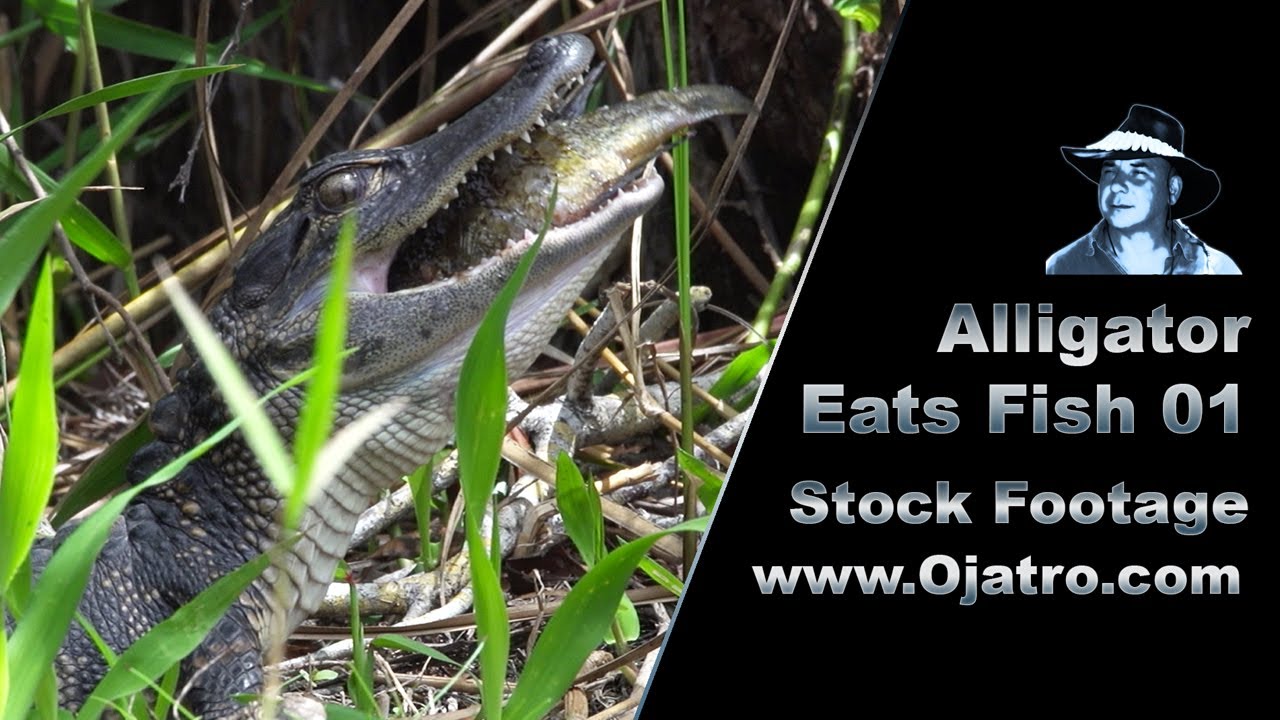 Alligator Hatchling Eats Large Fish 01 Stock Footage - YouTube