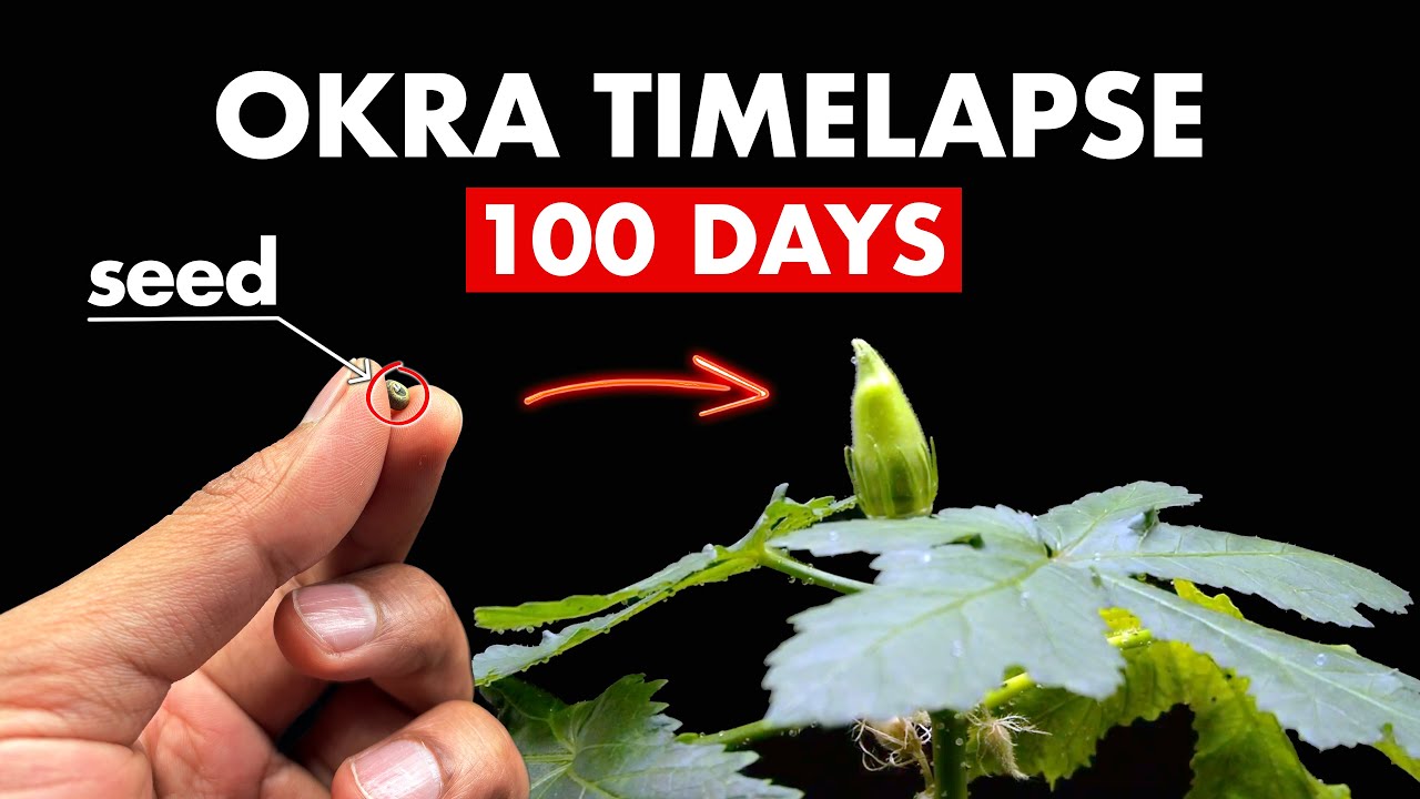 Growing OKRA From Seed - 100 Days Time Lapse - YouTube