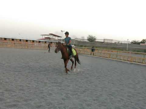 Horse riding in Iran