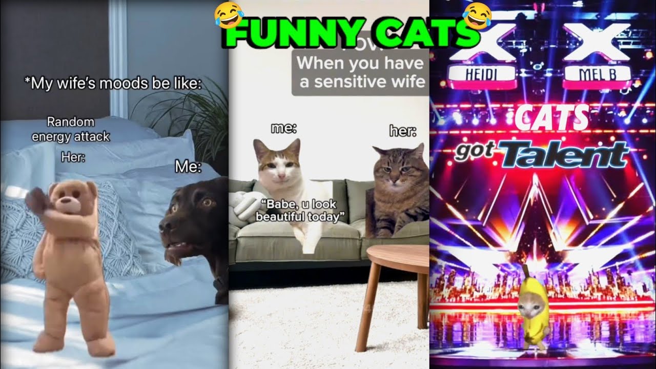 Funny Cats Parody Compilation | Funny cat Stories - YouTube