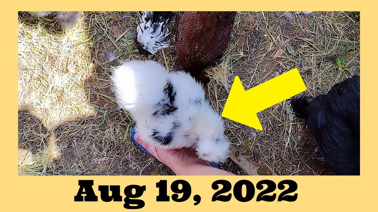 Chick Flick Polish, Cochin & Silkie Chicks Aug 19, 2022 - YouTube