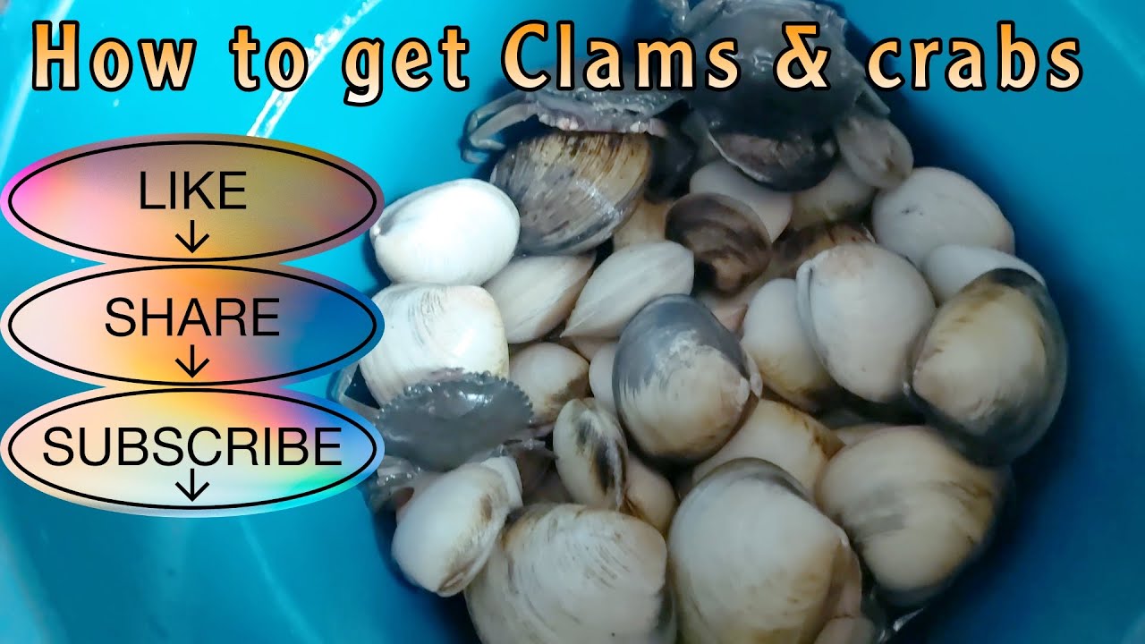 How to get Clams and small Crabs | Hashalyn Amore Bisaya - YouTube
