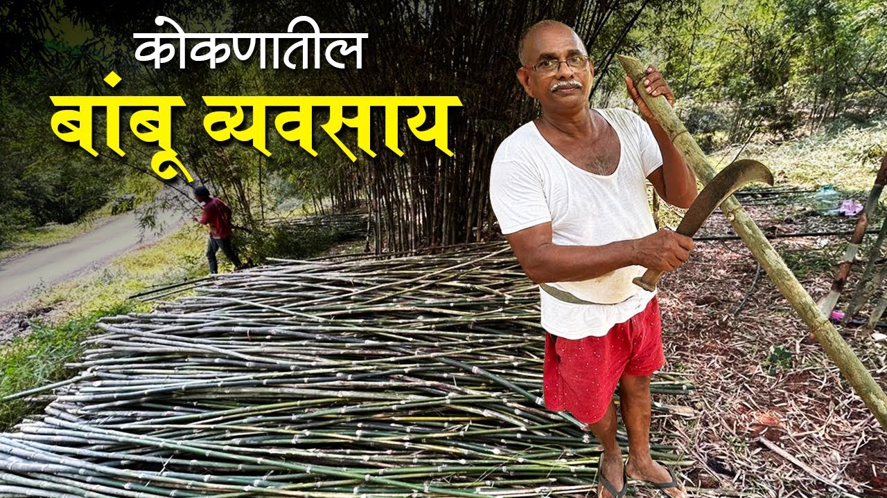 कोकणातील बांबू शेती आणि व्यवसाय | "माणगा" जातीच्या बांबूची लागवड | Bamboo Farming In Konkan ...