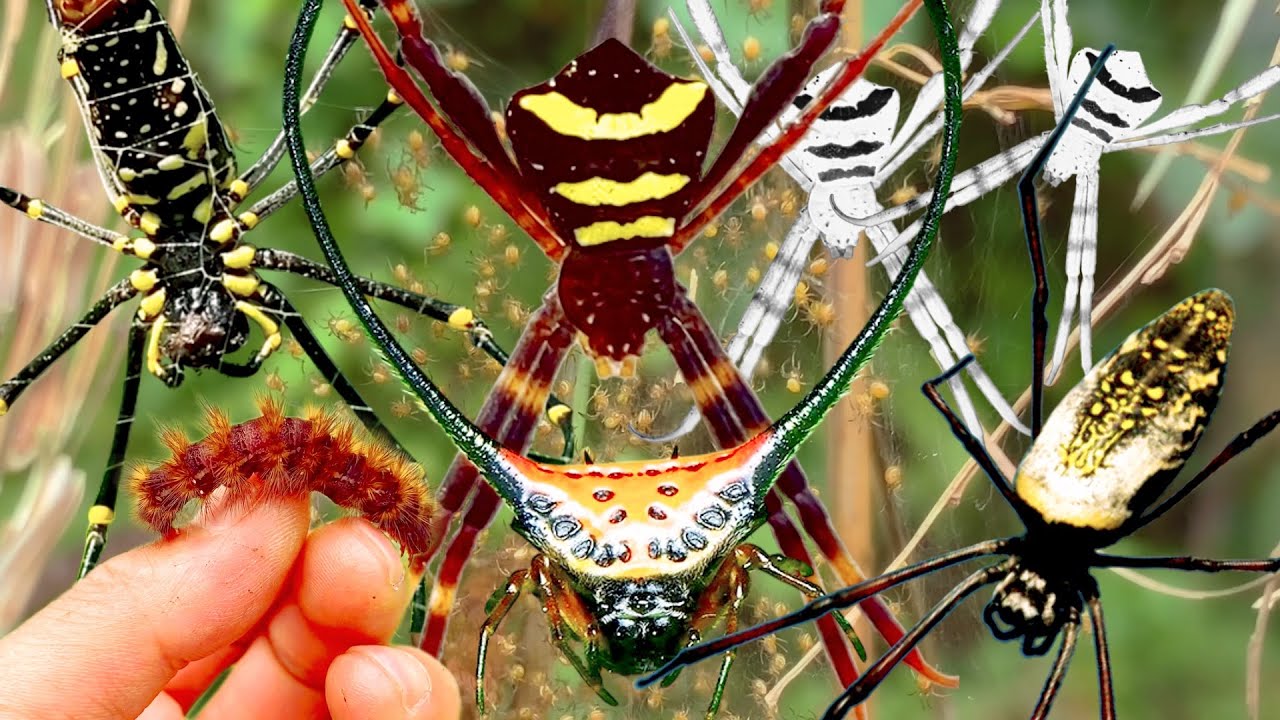 Eps 218 - Exploring Poisonous Spiders with My Kids !! Adventure hunting ...