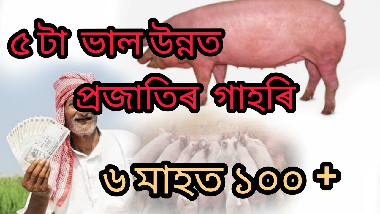 Top 5 best pig breed in Assam| ৫ ভাল প্ৰজাতি | pig farm Assam - YouTube