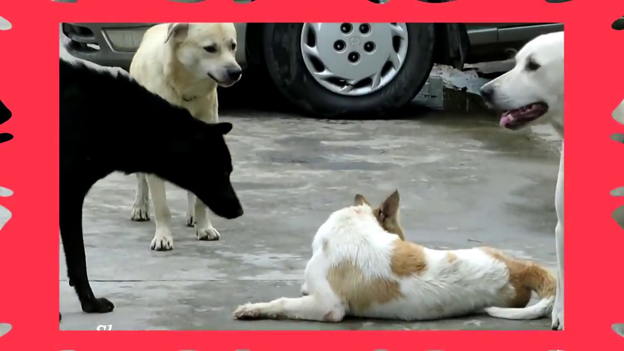 2018 New Funny Dogs on Street - Lovely Dogs Meeting at Village - Dogs ...