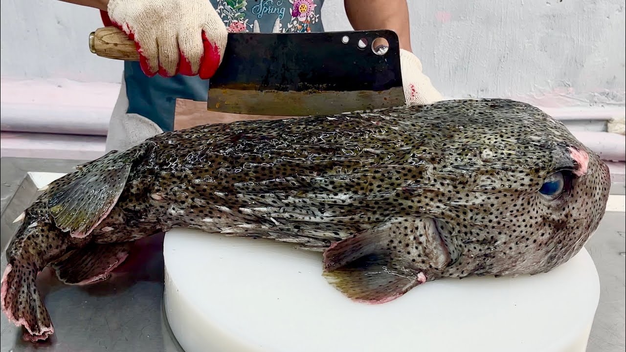 porcupine puffer fish 7kg // vn chef - YouTube