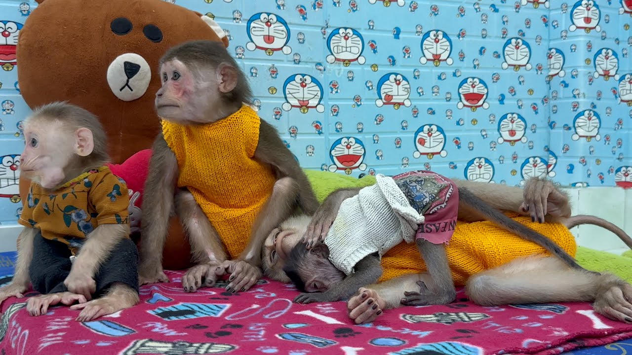 Monkey Sam hugs super cute baby Bob - YouTube