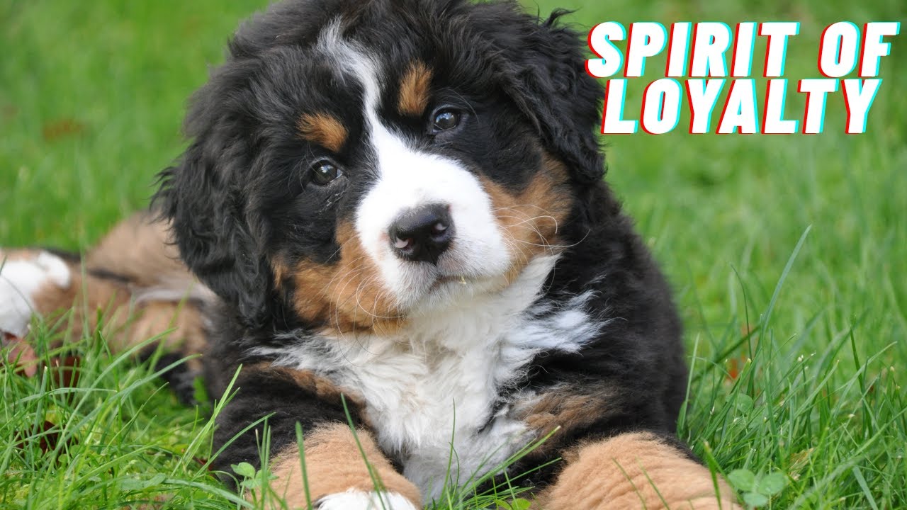 The Insane Biology of Dogs: Unveiling Their Superpowers - YouTube