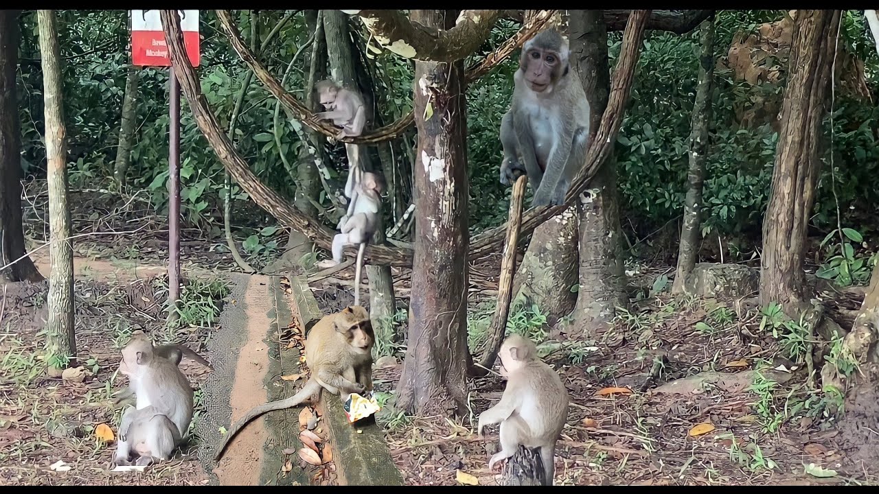 A herd of little monkeys and a mother monkey eating bread - YouTube