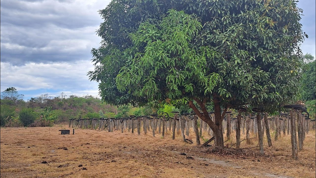 1000 SQM Farm for Sale in Zambales with Mountain View of Mt. Mabanban ...