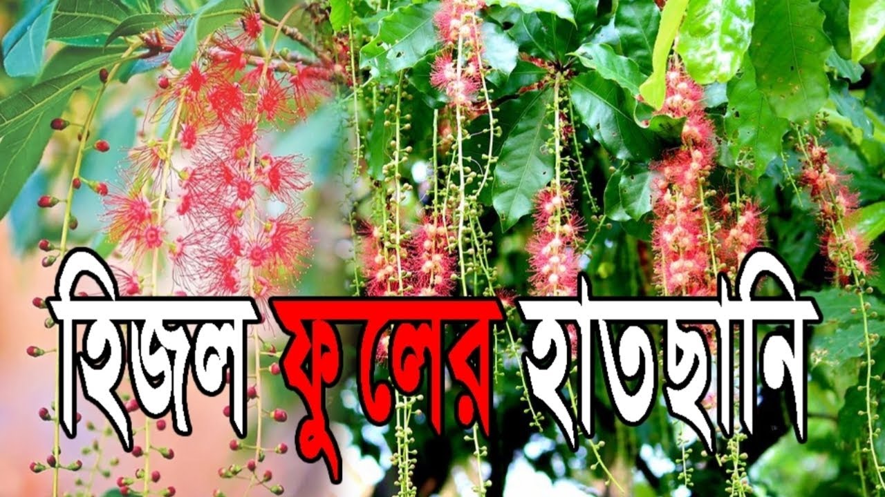 হিজল ফুলের হাতছানি || Hijol Fuller Hatsani - YouTube