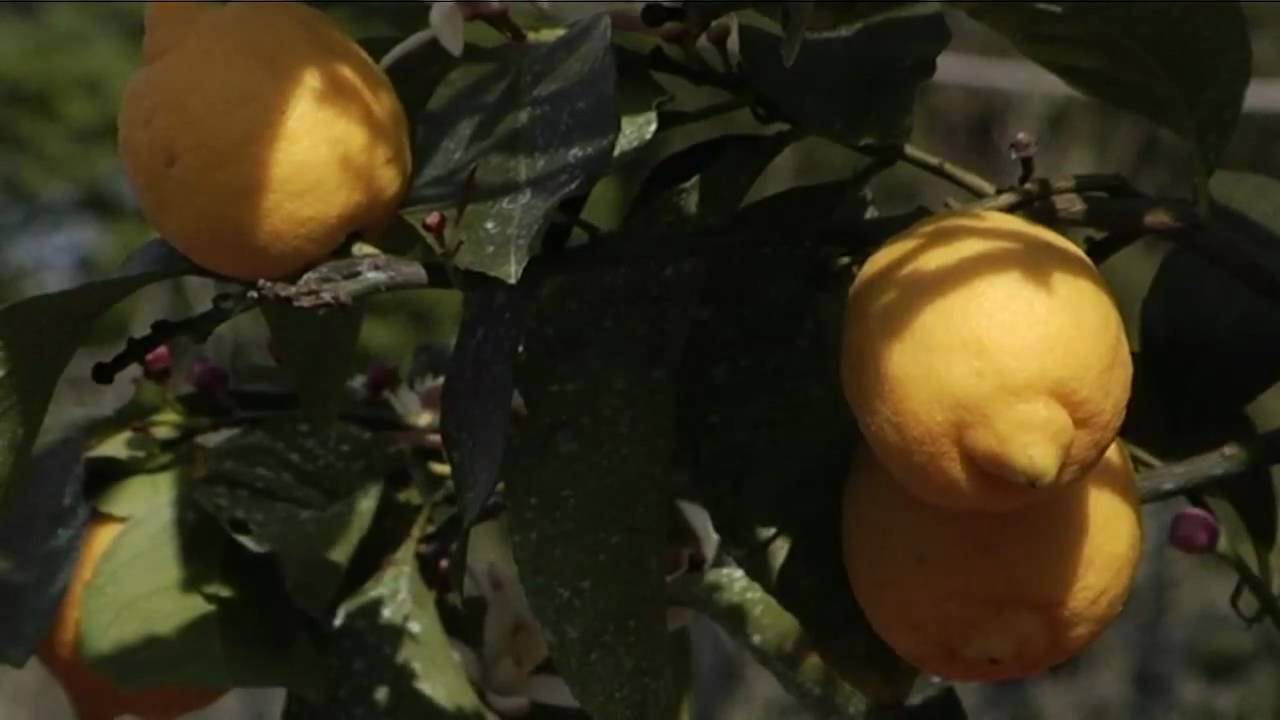 Flower, Lemon, Garden, orange - Video Le Torri external - - YouTube
