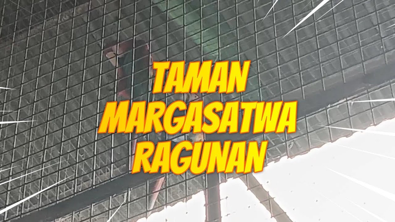 Taman Margasatwa Ragunan 2026 | Ara Merah Sayap Hijau Elang Brontok ...