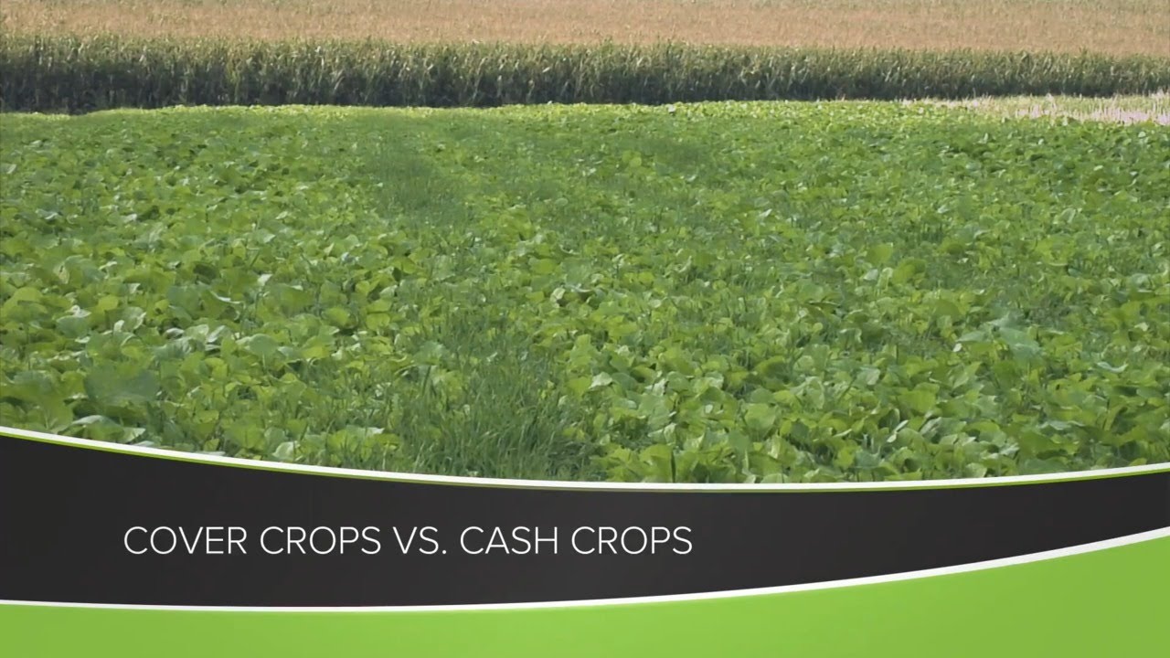 Cover Crops vs. Cash Crops (From Ag PhD Show #1160 - Air Date 6-28-20 ...