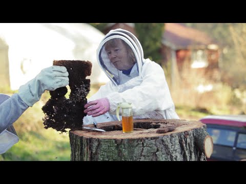 Saving a Natural Log Bee Hive - YouTube