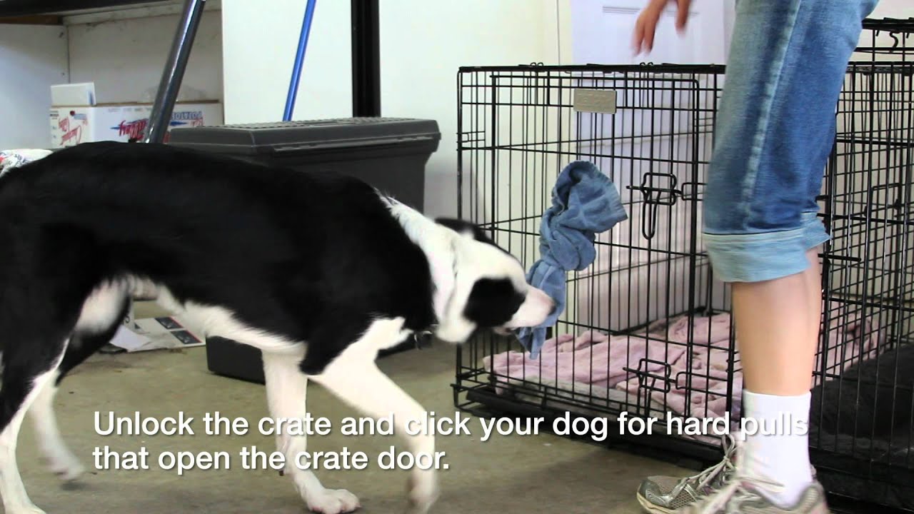 Teach your dog to open their crate using free shaping - Shape Fest 2012 ...